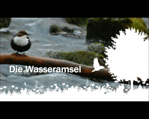 Wertach.Natur im Fluss: Wertach - Natur im Fluss